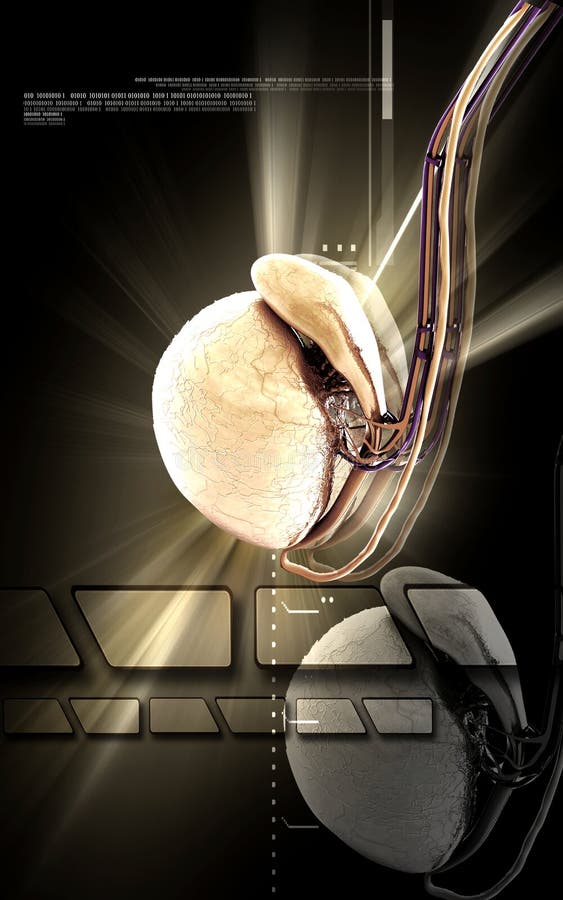 Male Testicles Stock Illustrations – 399 Male Testicles Stock ...