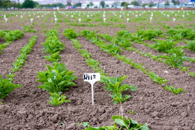 Testing Different Conditions for Better Plant in the Field Stock Photo ...