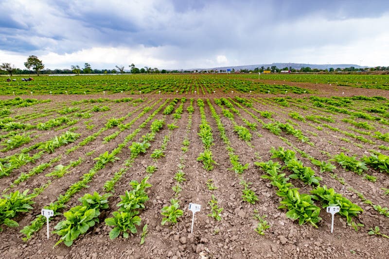 Testing Different Conditions for Better Plant in the Field Stock Image ...