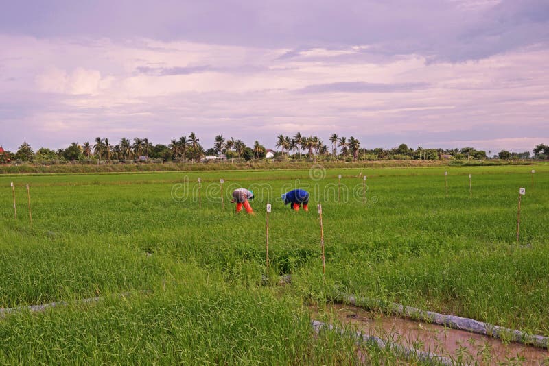 Testing field in rice stock image. Image of plot, cultivation - 94954749