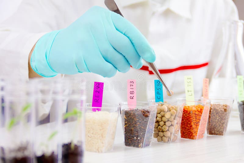 Testing gmo products stock photo. Image of grain, examining - 87361262