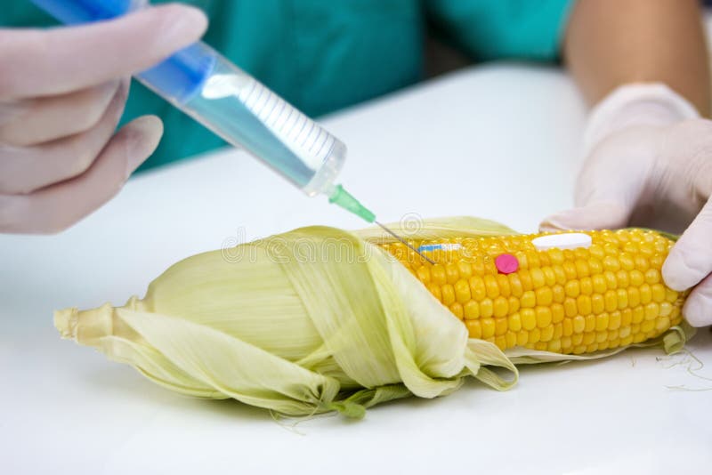 GMO test on corn stock image. Image of glove, engineering - 75954999