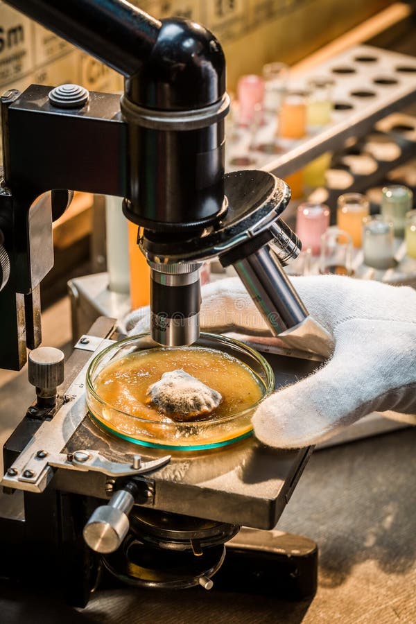 Testing Samples with Mold through the Microscope Stock Image - Image of ...
