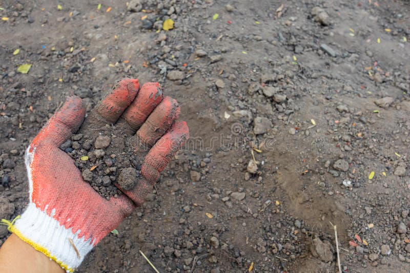 Testing the soil stock photo. Image of cultivation, ground - 1154676