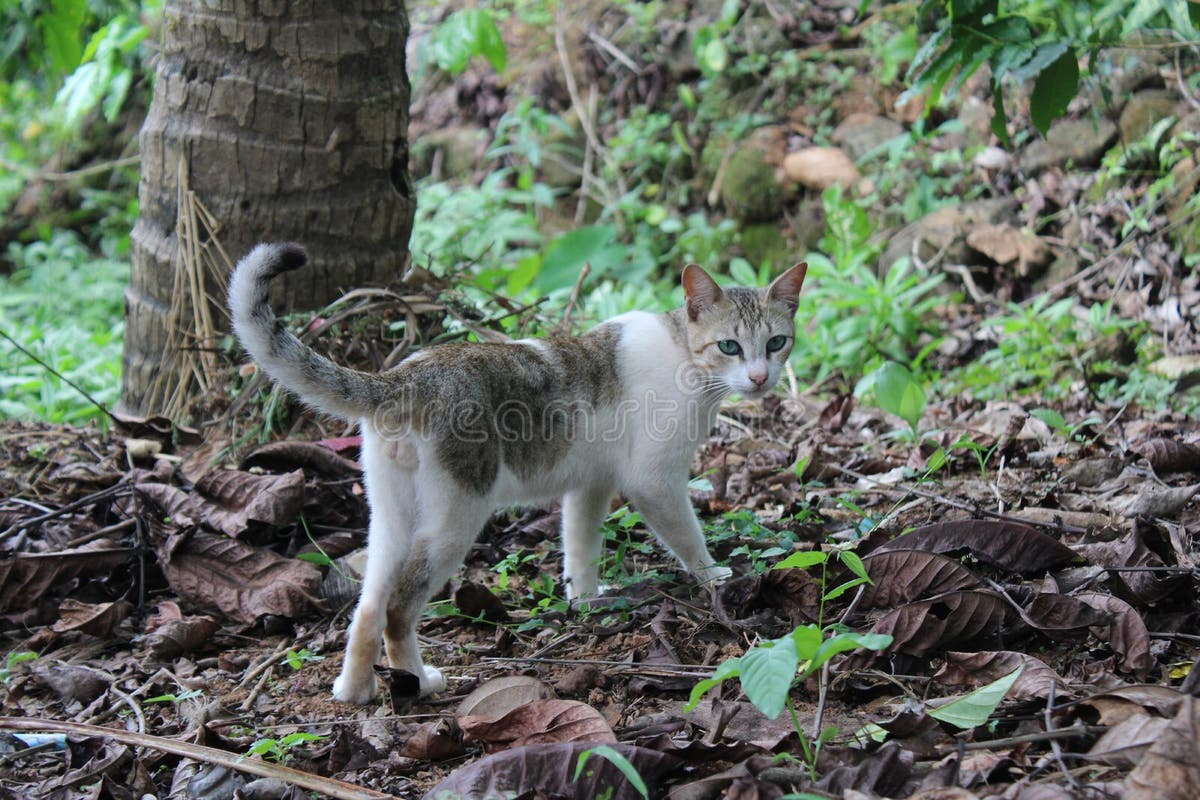 Cat Testis Stock Photos - Free & Royalty-Free Stock Photos from Dreamstime