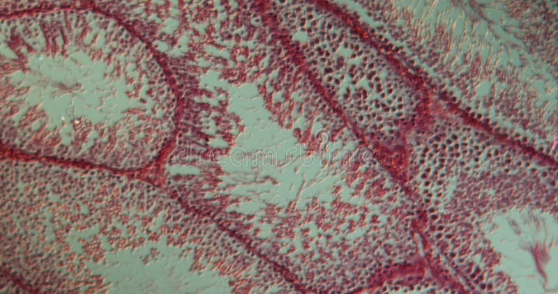 Testis of the Rat in Cross Section Stock Footage - Video of diagnose ...