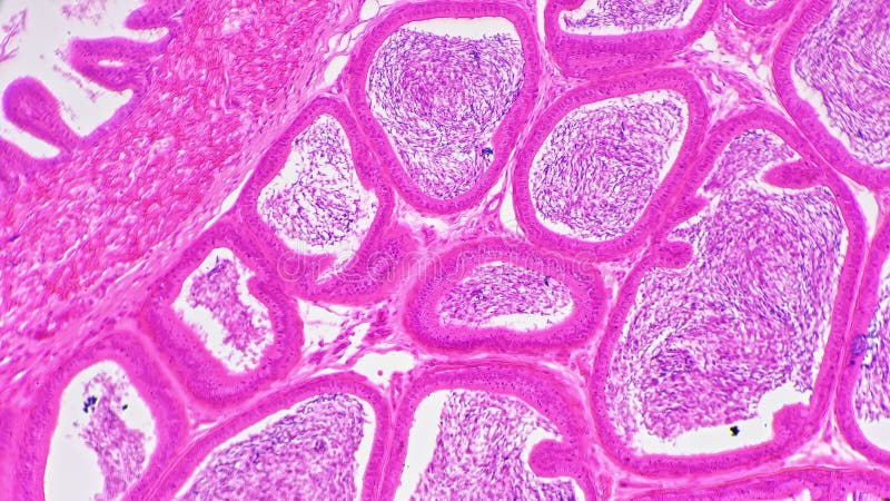 Testis of the Rat in Cross Section Stock Footage - Video of diagnose ...