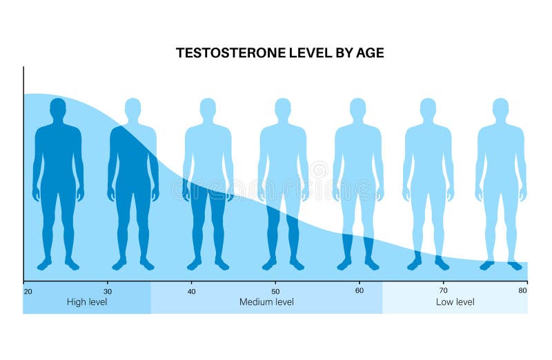 Testosterone level chart stock vector. Illustration of decrease - 236400617 Testosterone level chart stock vector. Illustration of decrease - 236400617