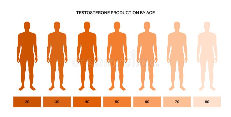 Testosterone level chart stock vector. Illustration of medical - 236560442 Testosterone level chart stock vector. Illustration of medical - 236560442