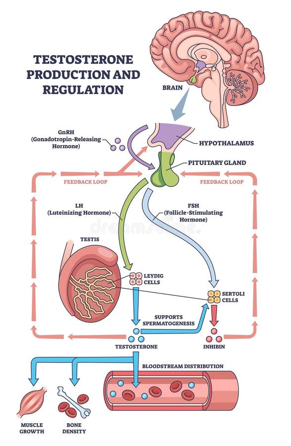Inhibin Production Stock Illustrations – 6 Inhibin Production Stock ...