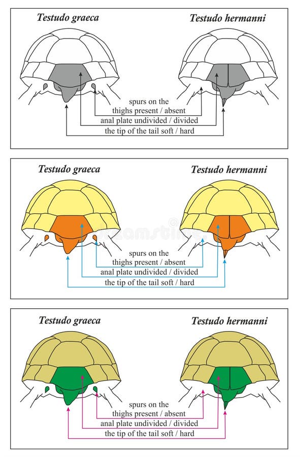 Testudo Graeca and Testudo Hermanni Stock Illustration - Illustration ...