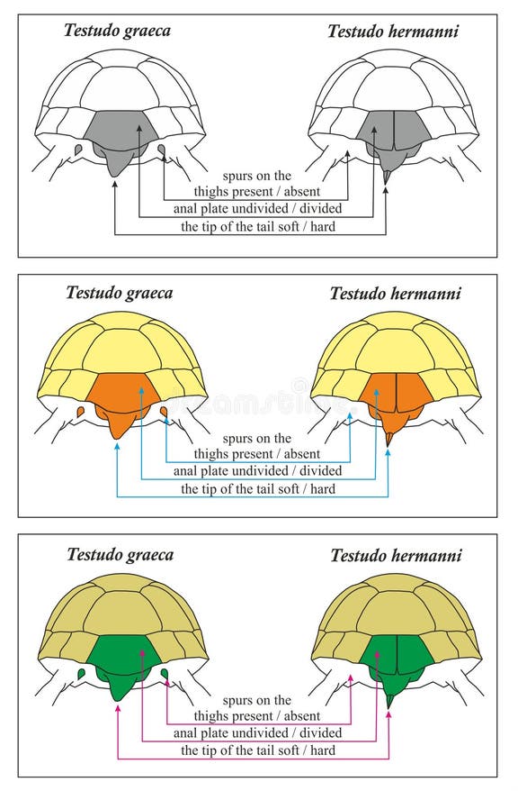 Morphological Differences Stock Illustrations – 2 Morphological ...