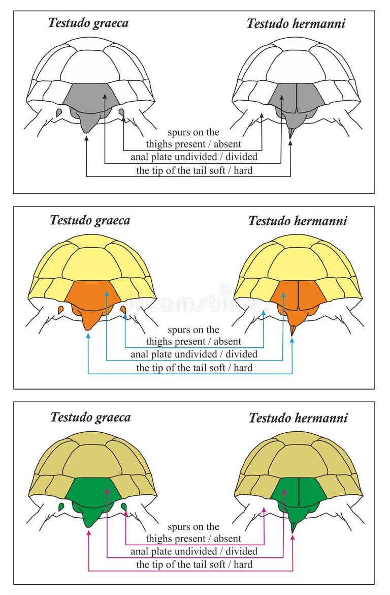 Morphological Differences Stock Illustrations – 2 Morphological ...