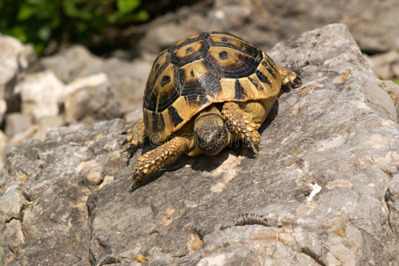 Testudo hermanni stock image. Image of close, portrait - 23183775