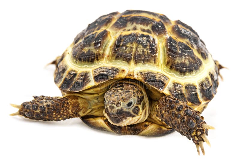 Testudo horsfieldii stock image. Image of white, isolation - 55522981