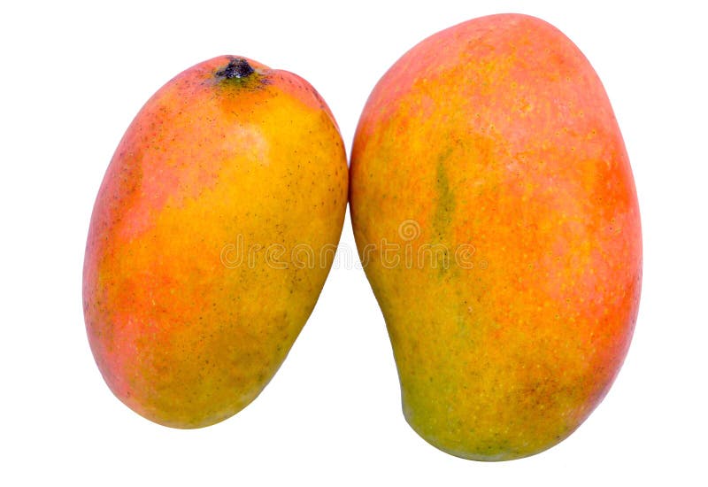 Colorful Mango Fruit stock image. Image of white, colorful - 2707215