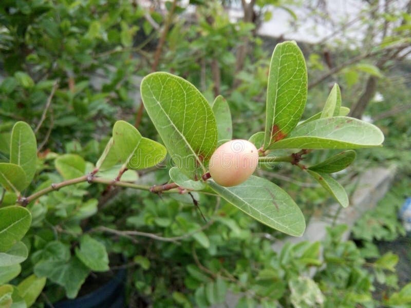 Khacha koromcha stock photo. Image of fruit, like, koromcha - 119909412