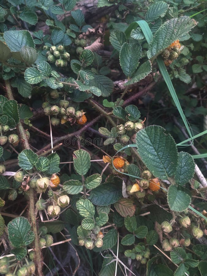 Testy Yellow Himalayan Raspberry in May Stock Image - Image of yellow ...