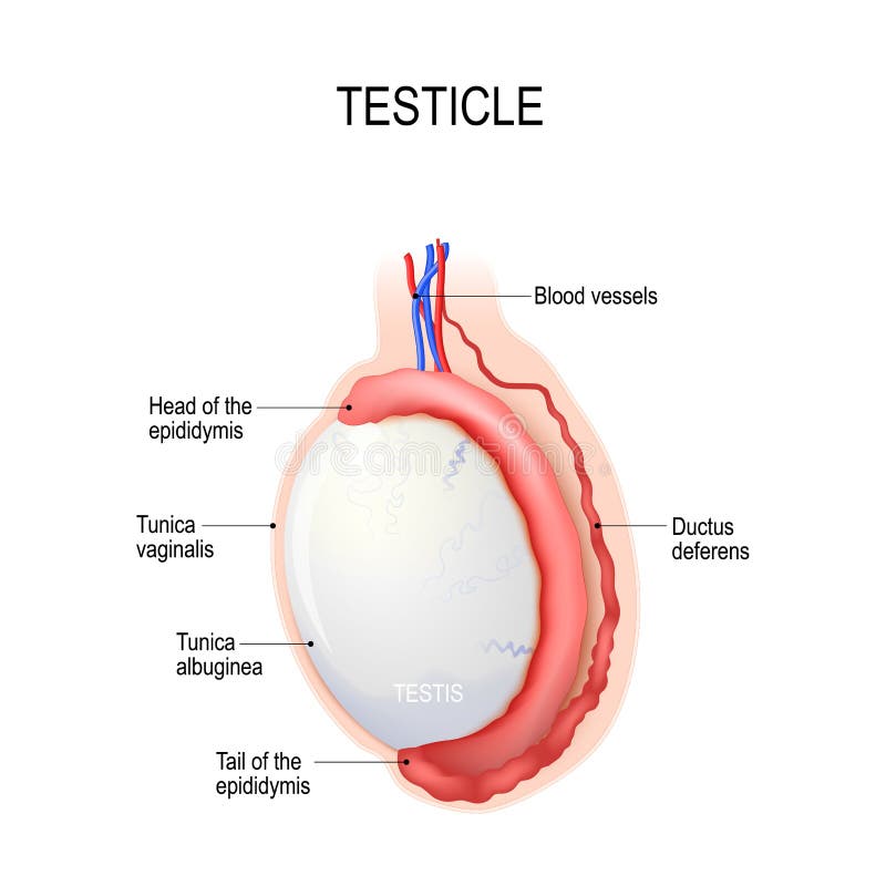 Testículos Anatomía Humana Ilustración Del Vector Ilustración De