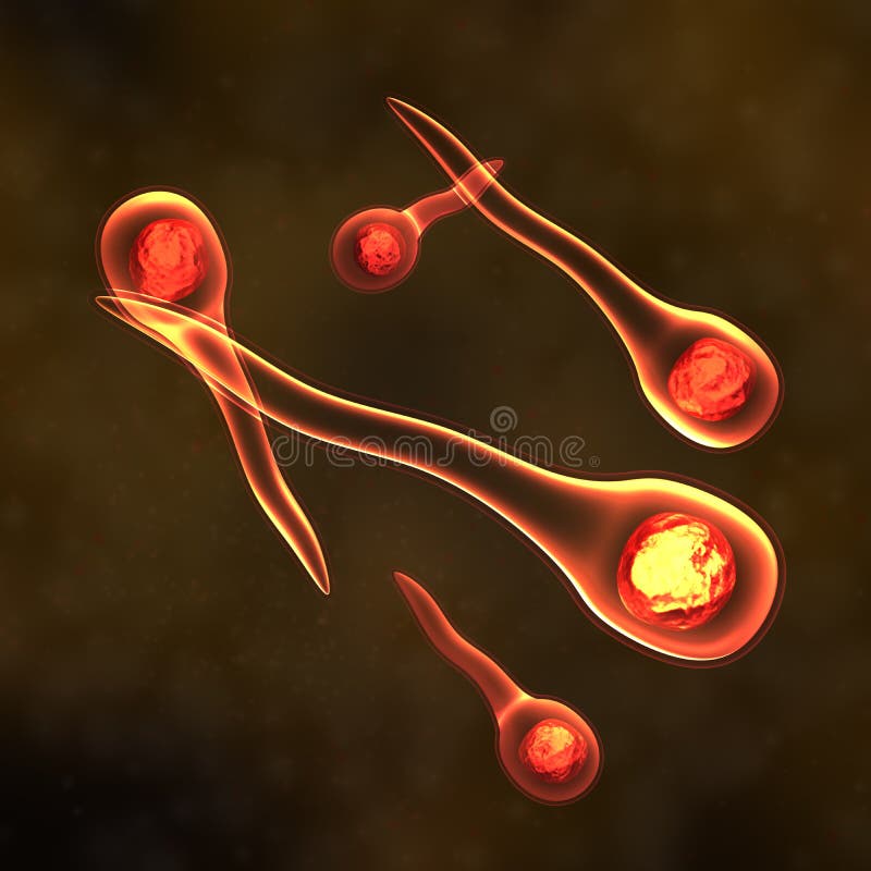 Tetanus bacteria stock illustration. Illustration of bacterium - 11898406