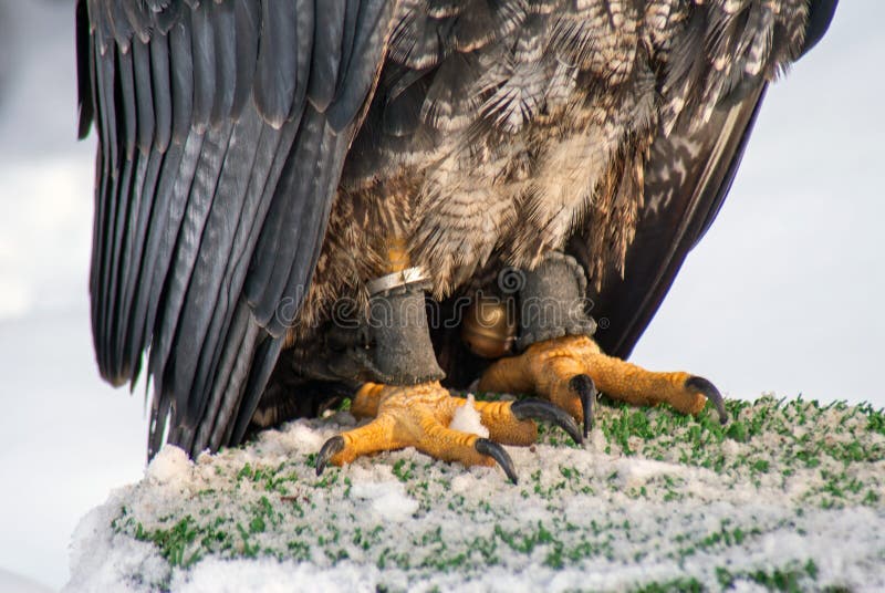 Tether with a Bell of Prey Birds Stock Photo - Image of nature, portail ...