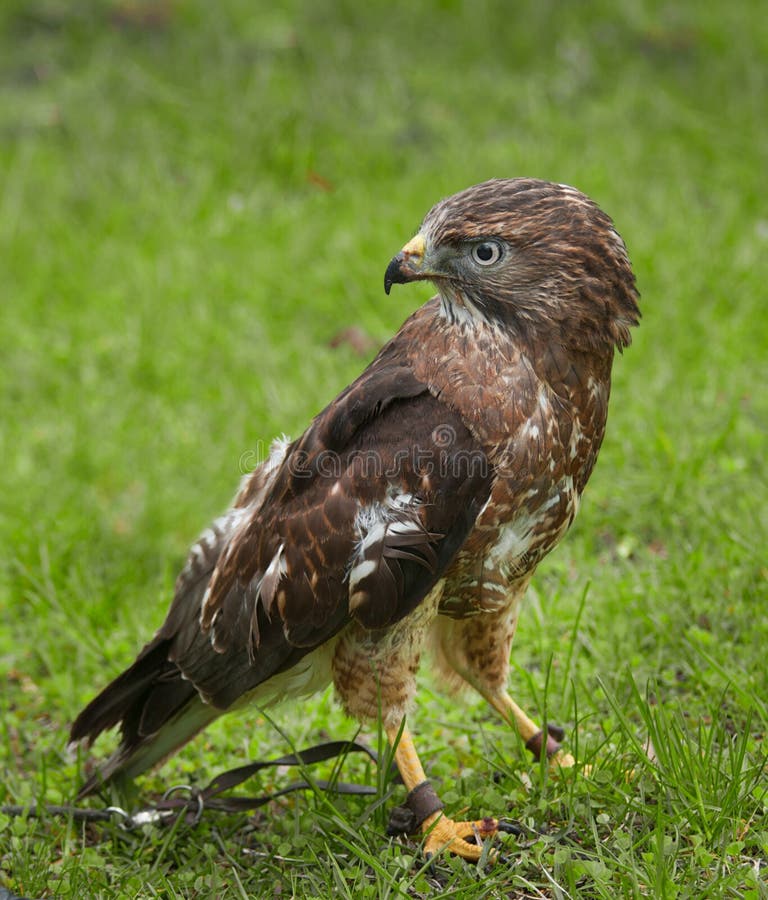 Broad-winged Hawk with Ruffled Feathers Stock Image - Image of prey ...