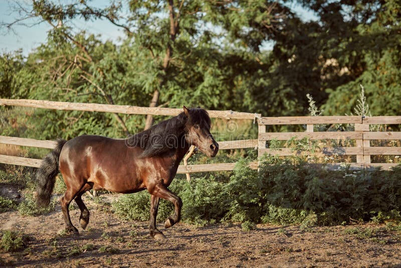 Tethered Brown Pony Running in the Paddock. Stock Photo - Image of ...