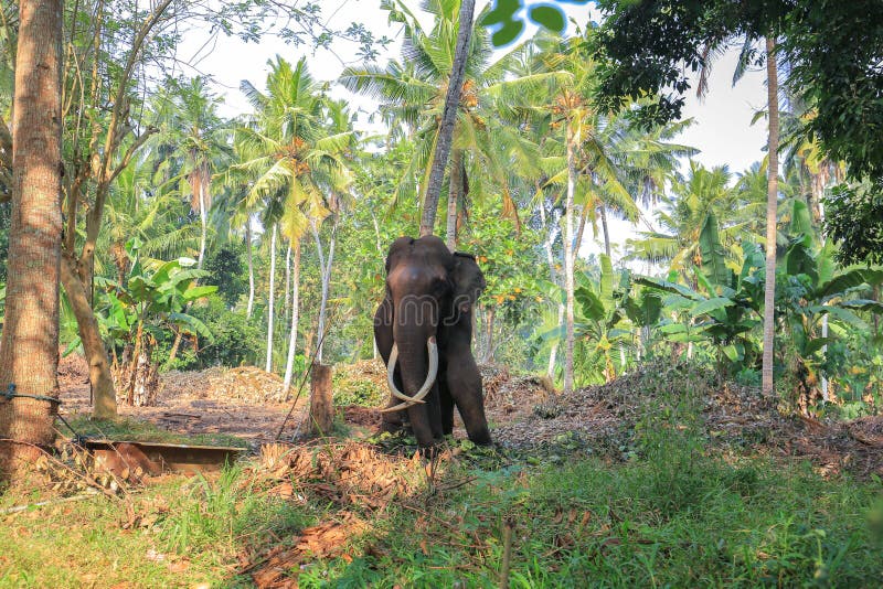 Tethered Elephant Wit Big Tusks Stock Photo - Image of tree, tusks ...