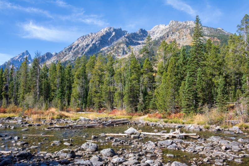 Forest of Lodgepole Pines stock image. Image of green - 11556681