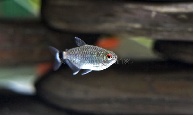 Tetra stock image. Image of aquarium, river, lakes, sanctaefilomenae ...