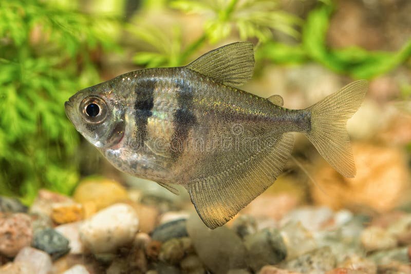 Tetra Tropisk Röntgenstråle För Fisk Fotografering för Bildbyråer ...