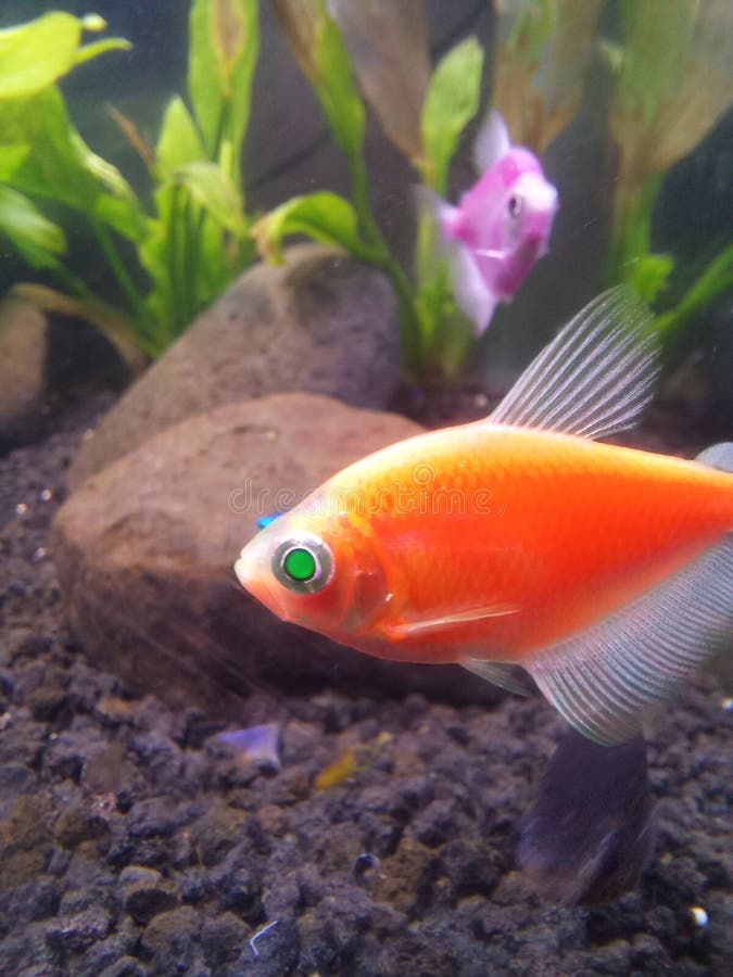 Tetra glow fish in tank stock image. Image of tetra - 277594377