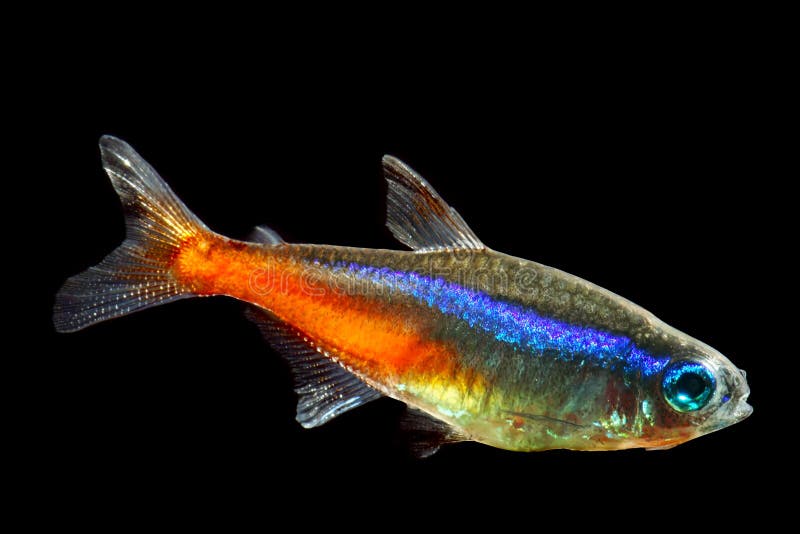 Tetra neon arkivfoto. Bild av simning, grön, färg, fisk - 6394516