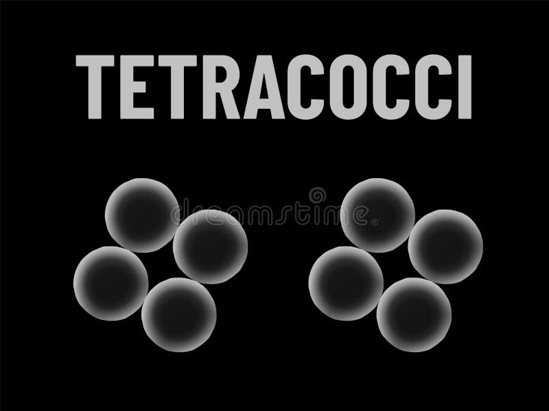 Tetracocci Bacteria Monochrome Vector Illustration on Black Background ...