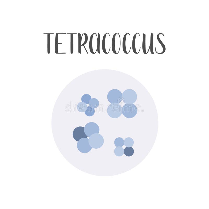 Tetracoccus. Bacteria Classification. Spherical Shapes of Bacteria ...