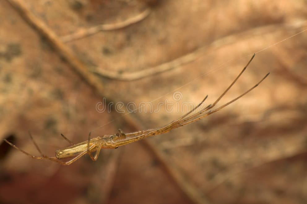 Tetragnatha stock image. Image of brown, hunt, arachne - 22710595