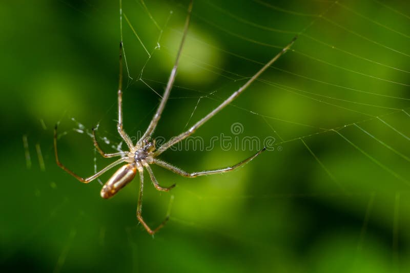 Tetragnatha Extensa is a Species of Spider - Perfect Macro Details ...