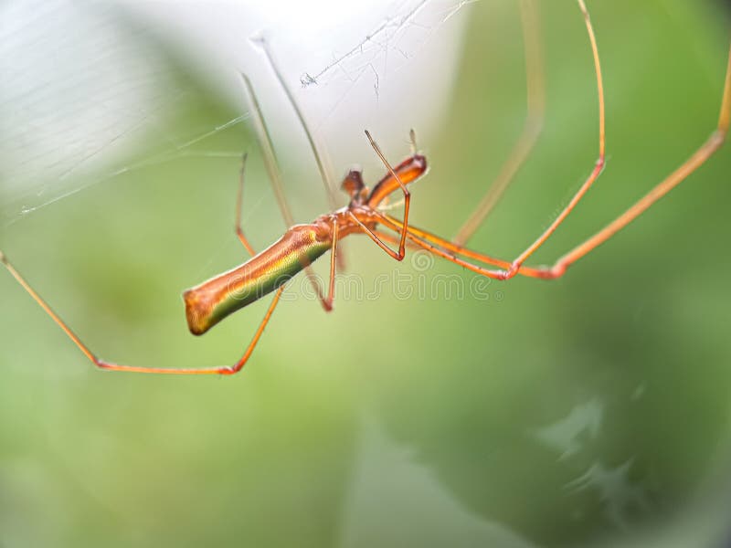 Tetragnatha extensa spider stock image. Image of spider - 327055647