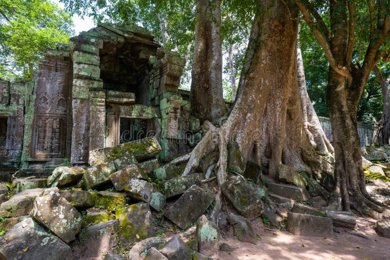 Tetrameles Growing on the Ruins of Ta Prohm Temple Stock Image - Image ...