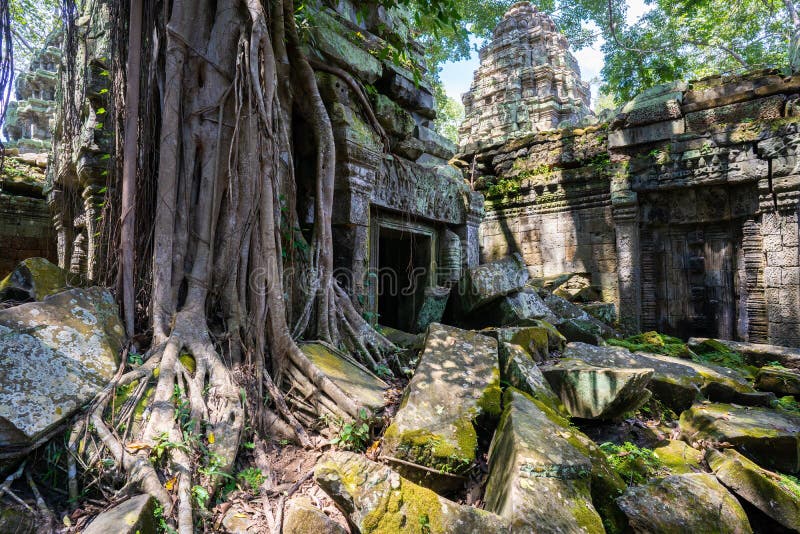 Tetrameles Growing on the Ruins of Ta Prohm Temple Stock Photo - Image ...