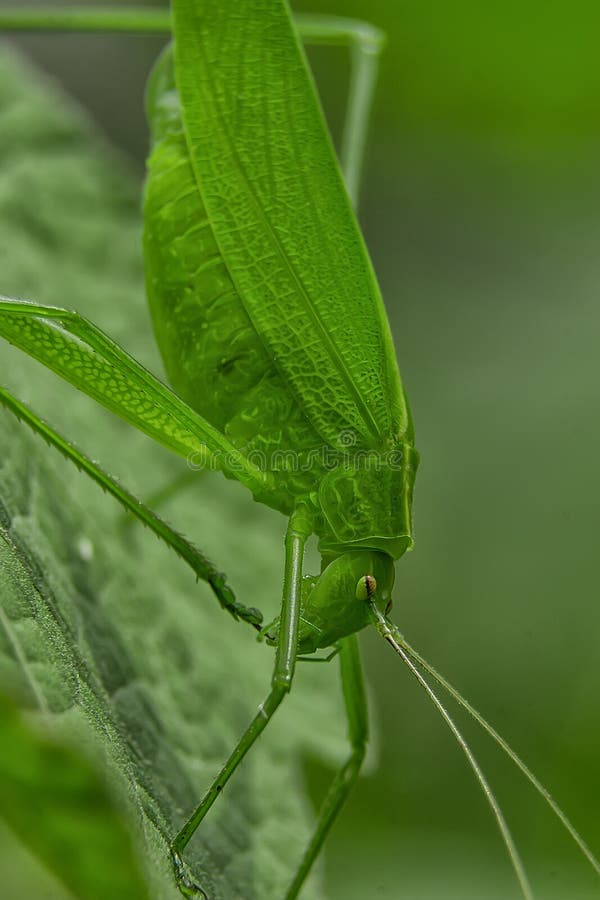 Tettigoniidae/Katydids O Grilli Del Cespuglio Fotografia Stock ...