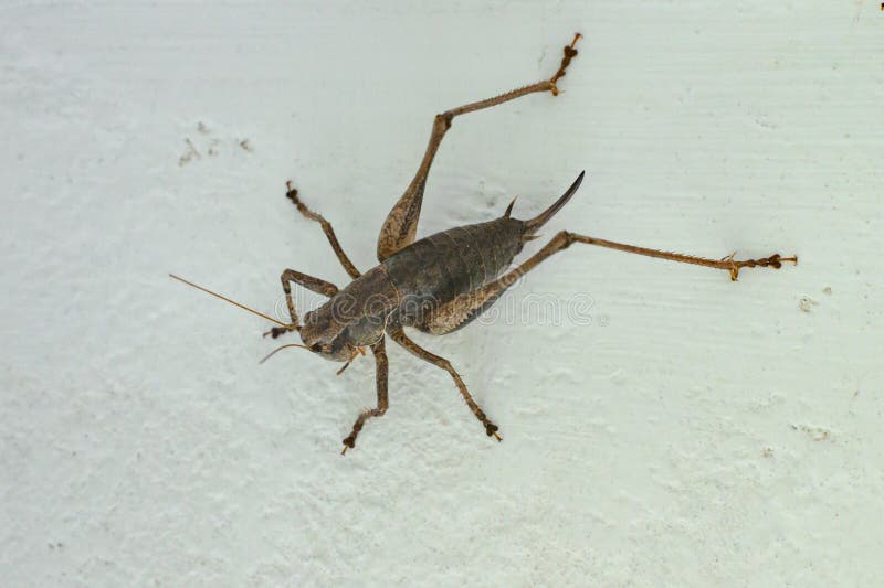 Tettigoniidae with a Sharp Tail on a Wall in a House Stock Image ...