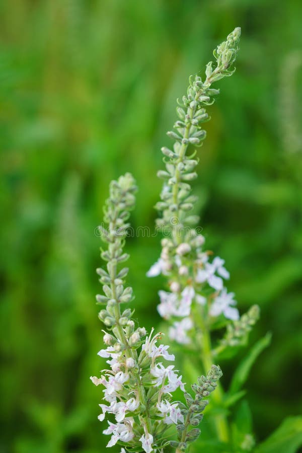Teucrium Canadense - American Germander Stock Image - Image of american ...