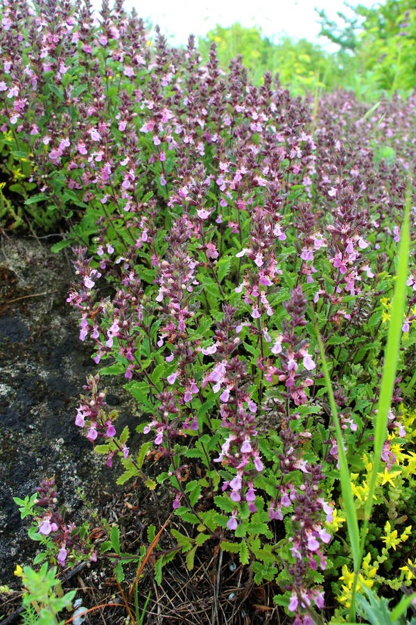 Teucrium Chamaedrys Grows in Nature in Summer Stock Image - Image of ...