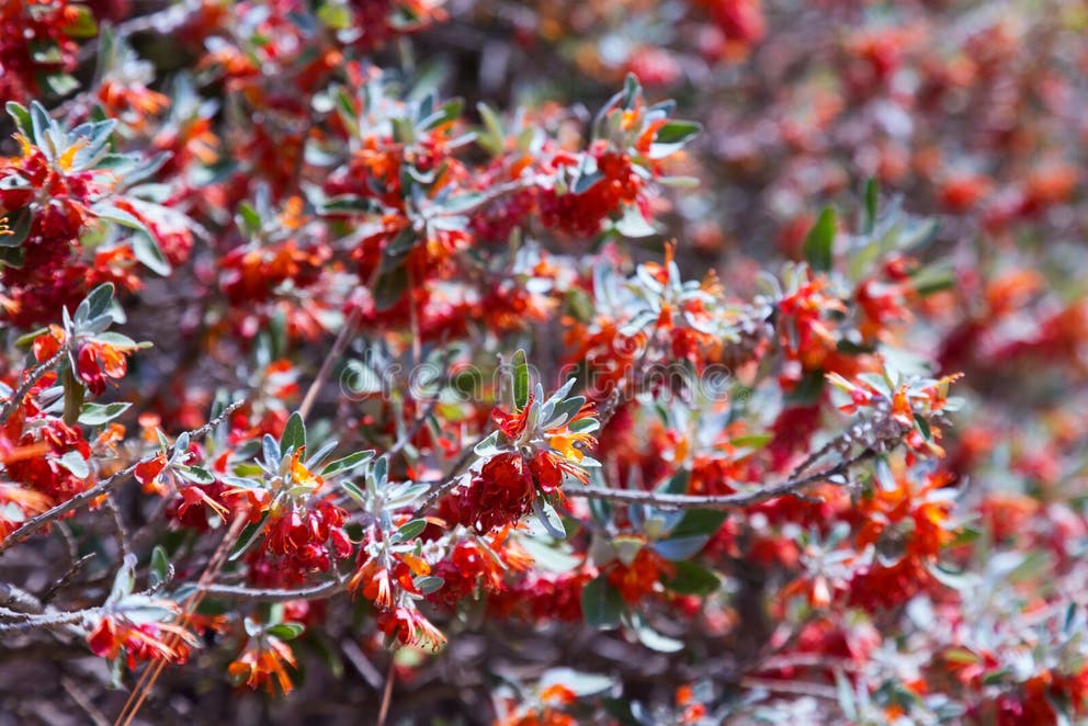 Teucrium Heterophyllum Plant in Spring Stock Photo - Image of sage ...