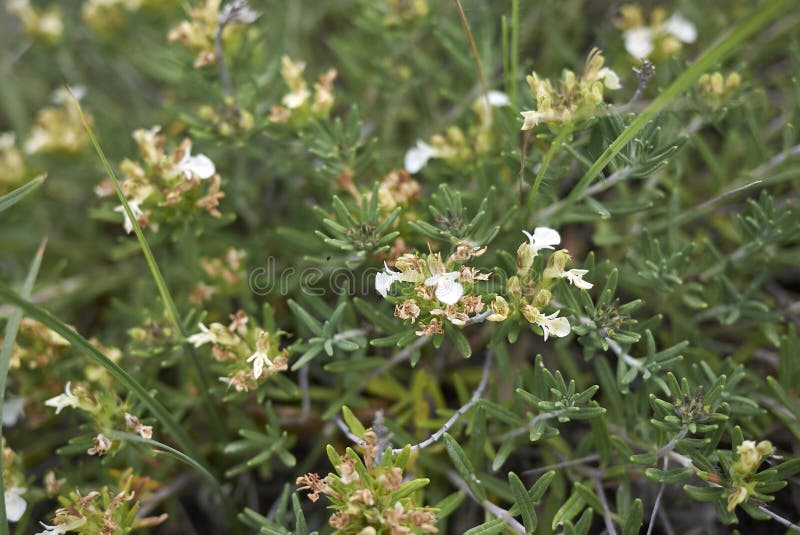 Teucrium montanum in bloom stock photo. Image of countryside - 155516032