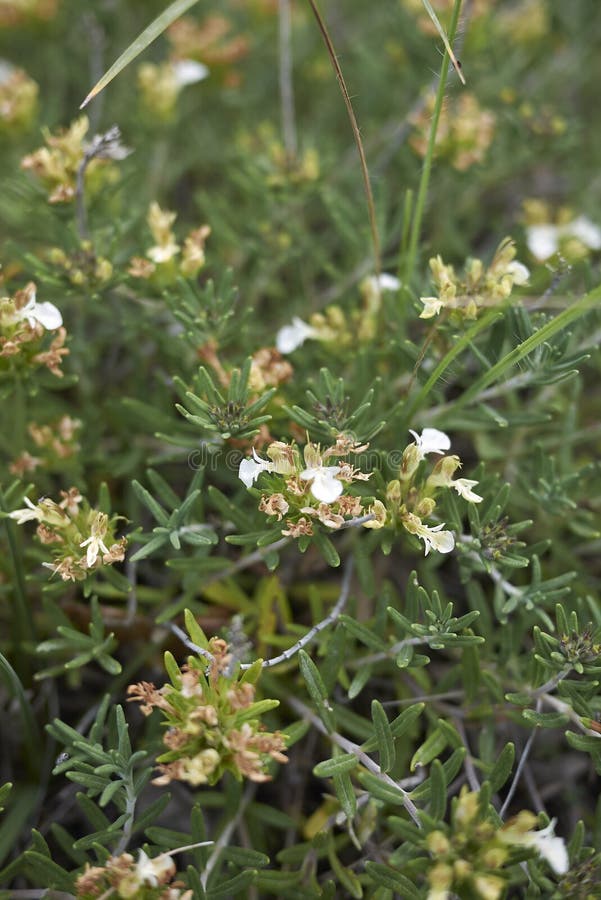 Teucrium montanum in bloom stock image. Image of countryside - 155516041