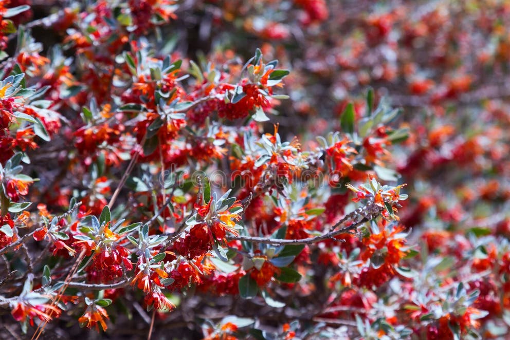 Teucrium Plant in Spring Day Stock Photo - Image of wildflower, flowers ...