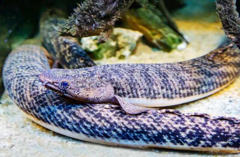 Polypterus Teugelsi Stock Photos - Free & Royalty-Free Stock Photos ...