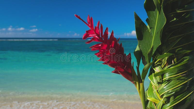 Beach on Samoa Island with Palm Tree and Fale Stock Video - Video of ...